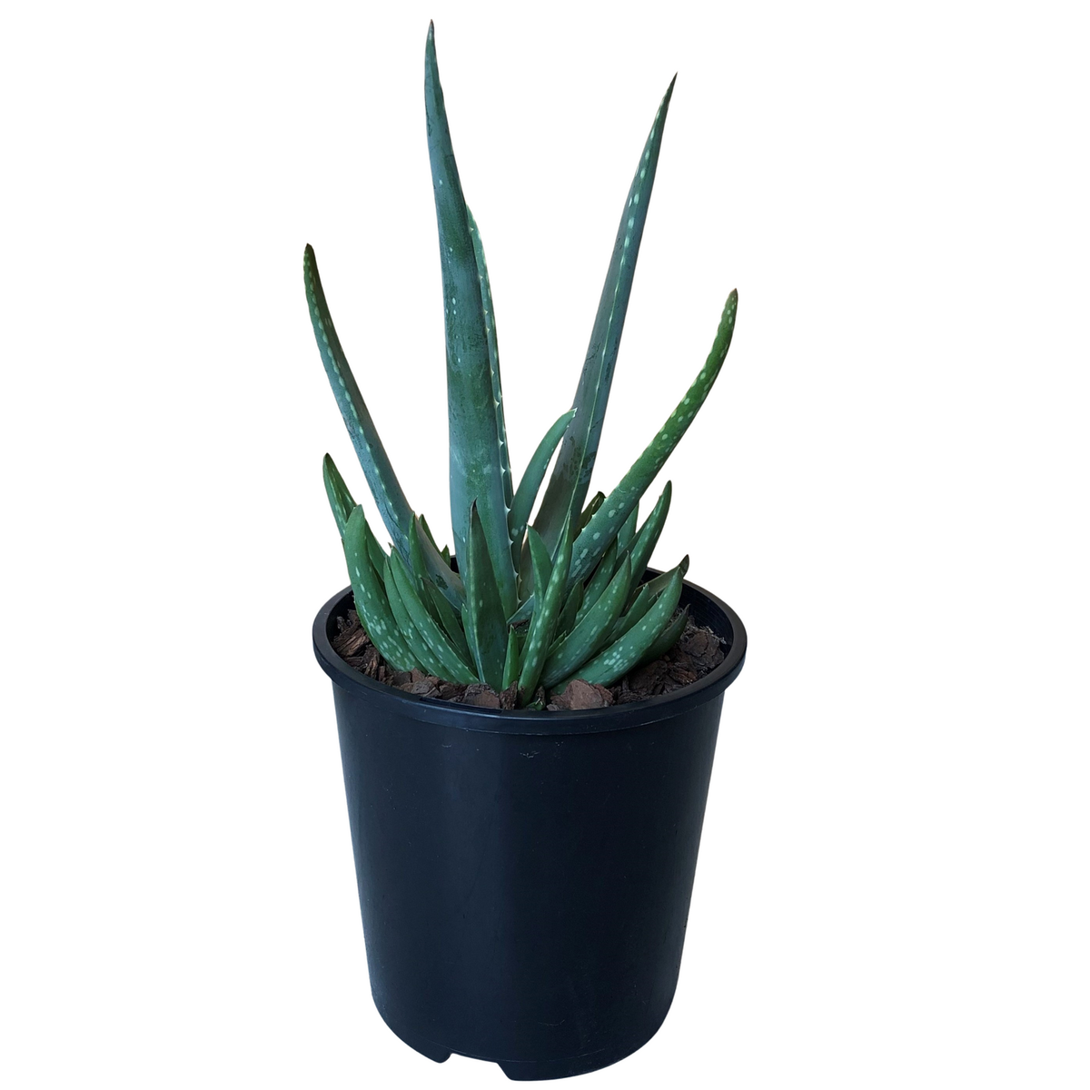 1.9L Aloe Vera - Aloe - Bunnings New Zealand