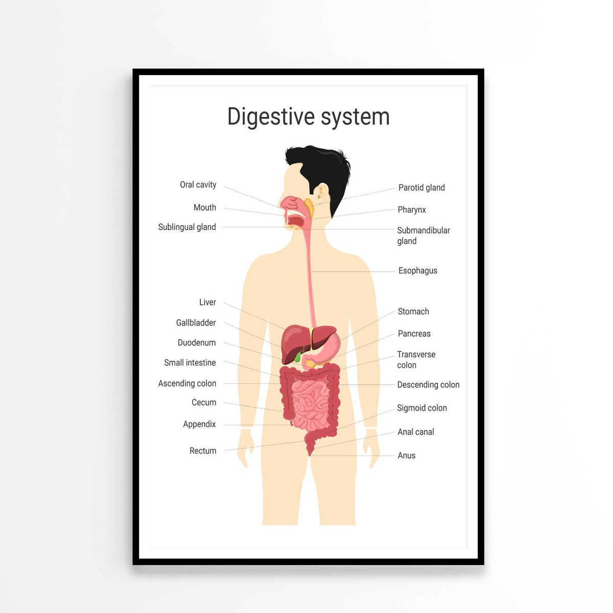 Digestive System of Human with Labels Print 100% Australian Made ...