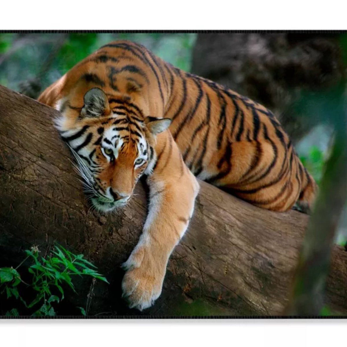 Tiger Is Laying on A Tree Branch Print 100% Australian Made 90x60cm ...