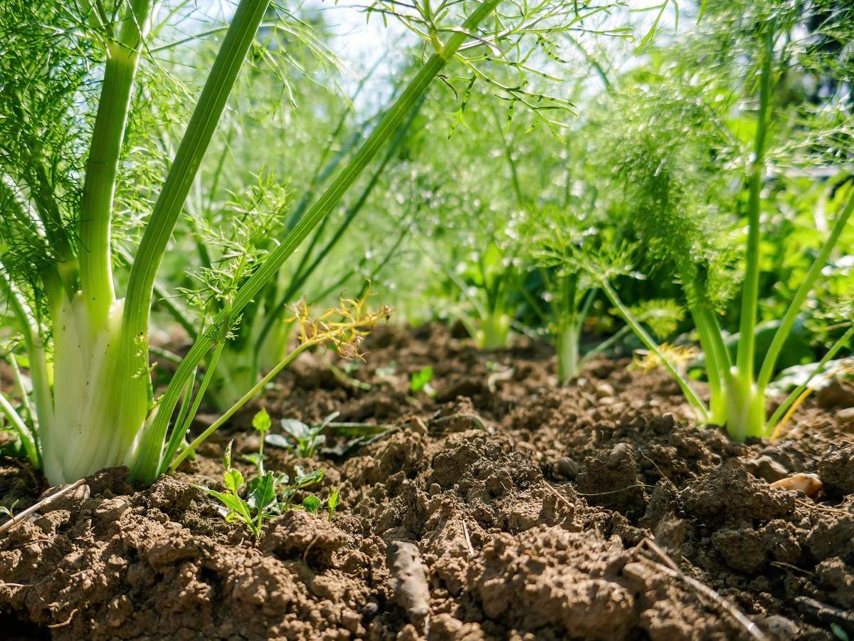 How To Grow Fennel - Bunnings Australia