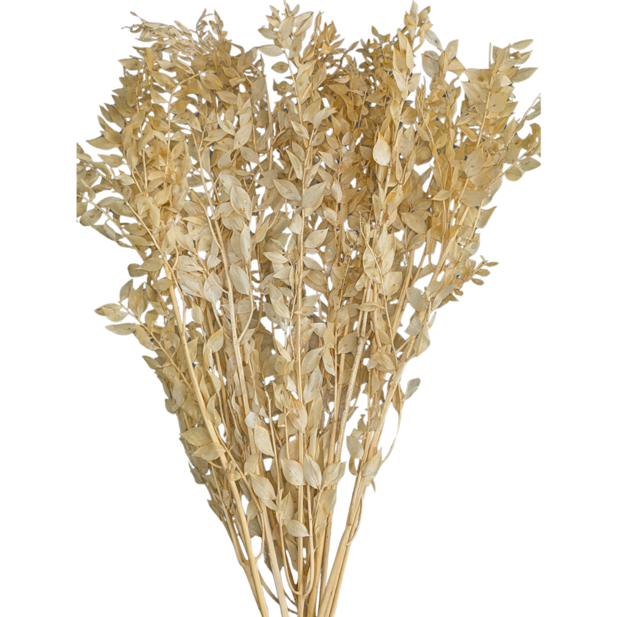 Blooms of Joy 60cm Yellow Ruscus 10 Pack Preserved - Bunnings Australia