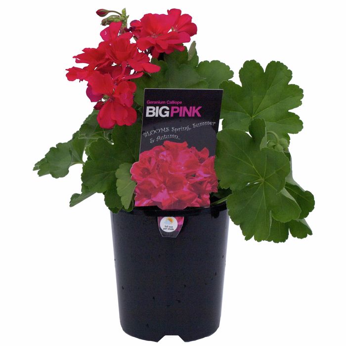 140mm Geranium Big Pink - Geranium calliope - Bunnings Australia
