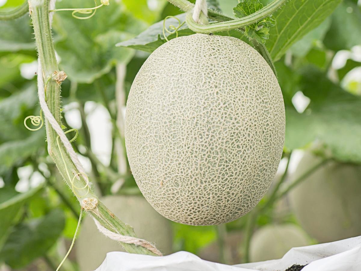 How To Plant, Grow And Harvest Rockmelon - Bunnings Australia