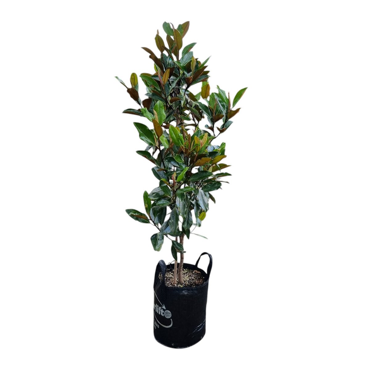 25L Laurel Magnolia - Magnolia grandiflora Little Gem - Bunnings New ...