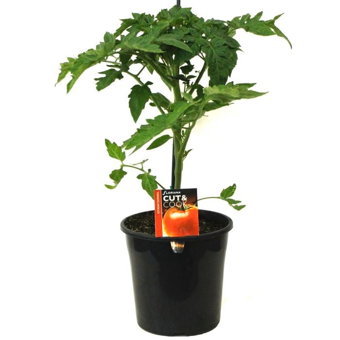 180mm Tomato Apollo - Lycopersicon esculentum - Bunnings Australia