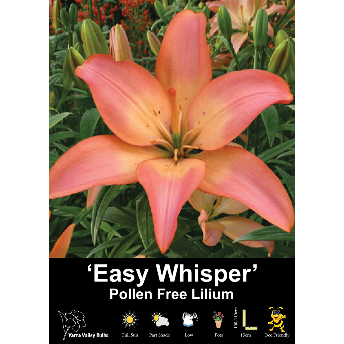 Yarra Valley Bulbs Lilium Easy Whisper - 2 Pack - Bunnings Australia