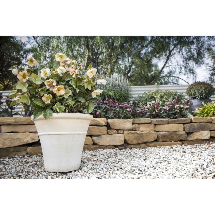 170mm Hellebore - Helleborus Molly's White - Bunnings Australia