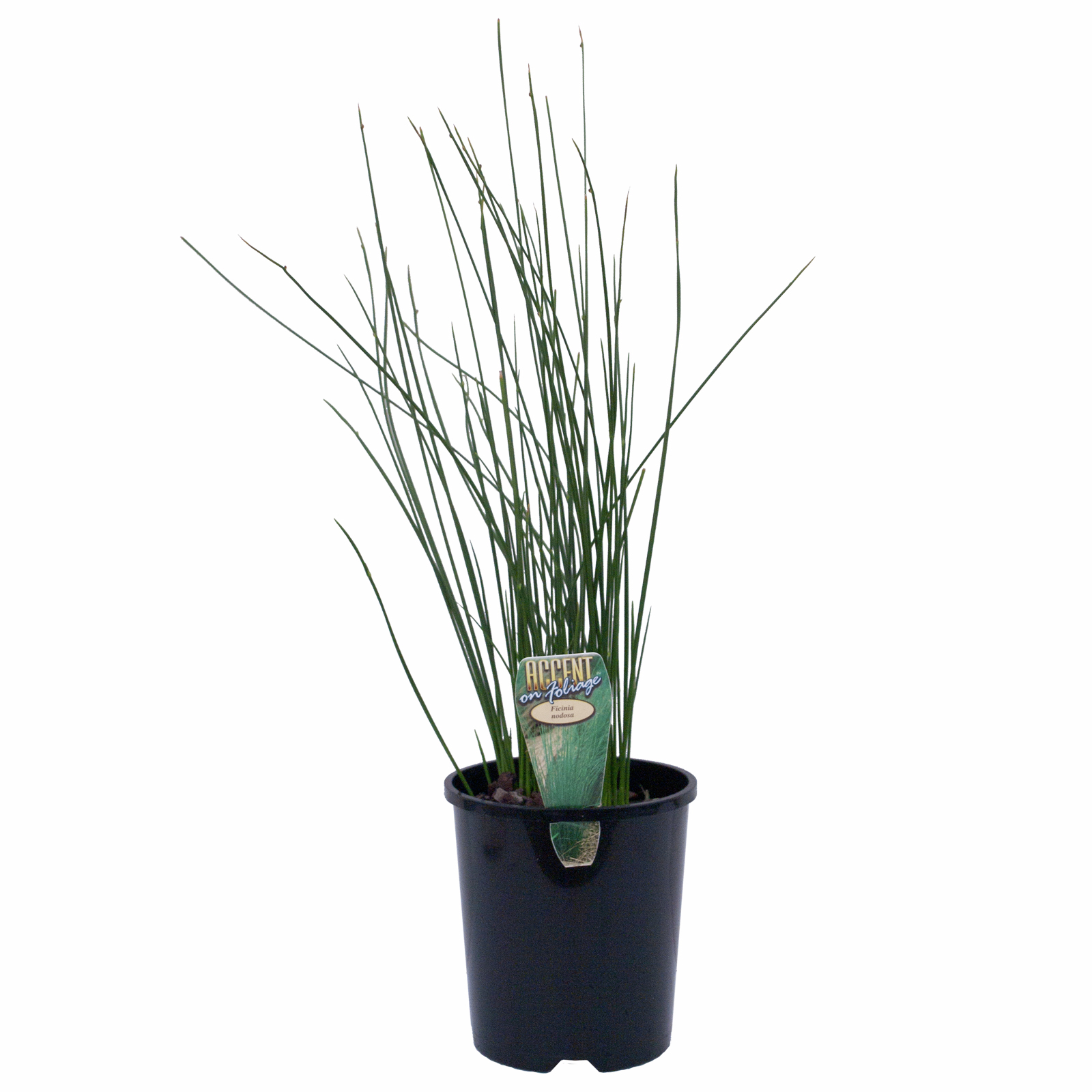 Grasses bunnings store
