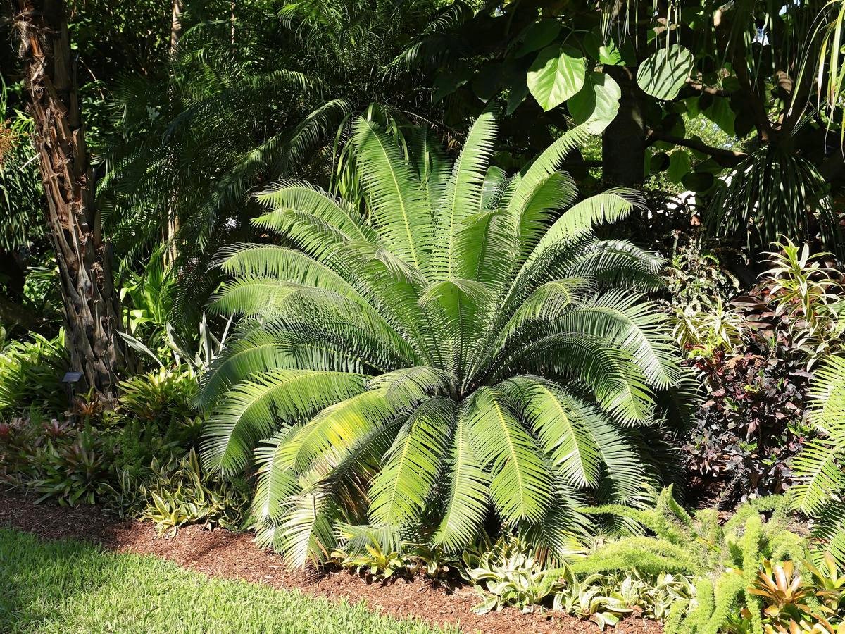 How To Grow And Care For A Cycad - Bunnings Australia
