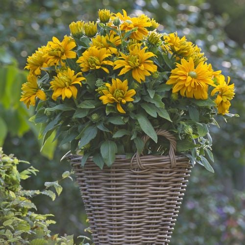 3.5L Rudbeckia Sunbeckia Laura - Bunnings New Zealand