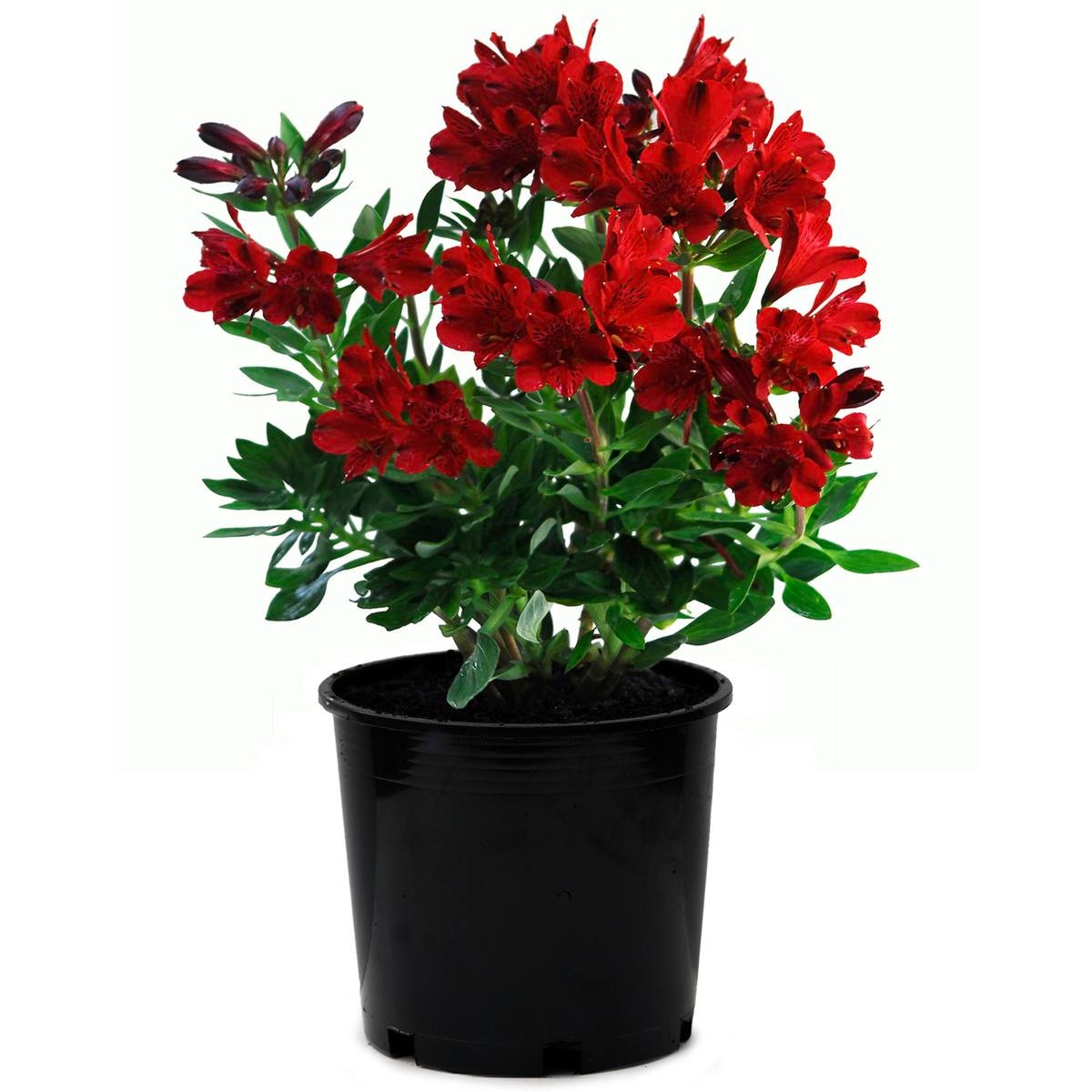 170mm Peruvian Lily - Alstroemeria 'Inca Bandit' - Bunnings New Zealand