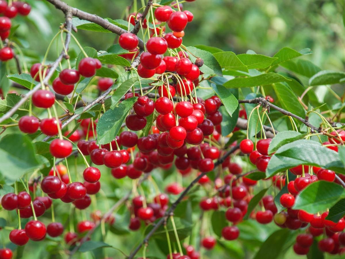 How To Plant And Grow A Cherry Tree - Bunnings New Zealand