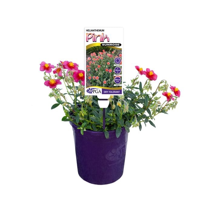 140mm Pink Sunrose - Helianthemum nummularium - Bunnings Australia