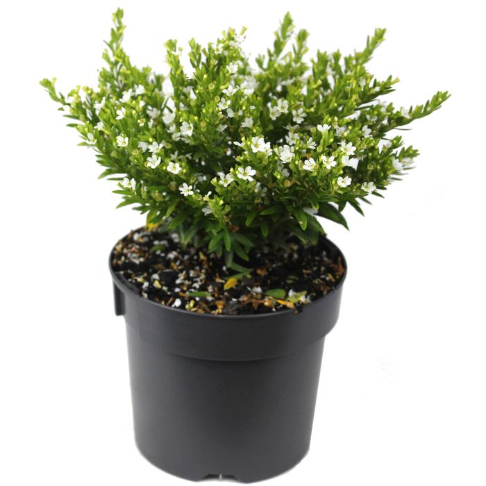 140mm Mexican Heather - Cuphea hyssopifolia Assorted - Bunnings Australia