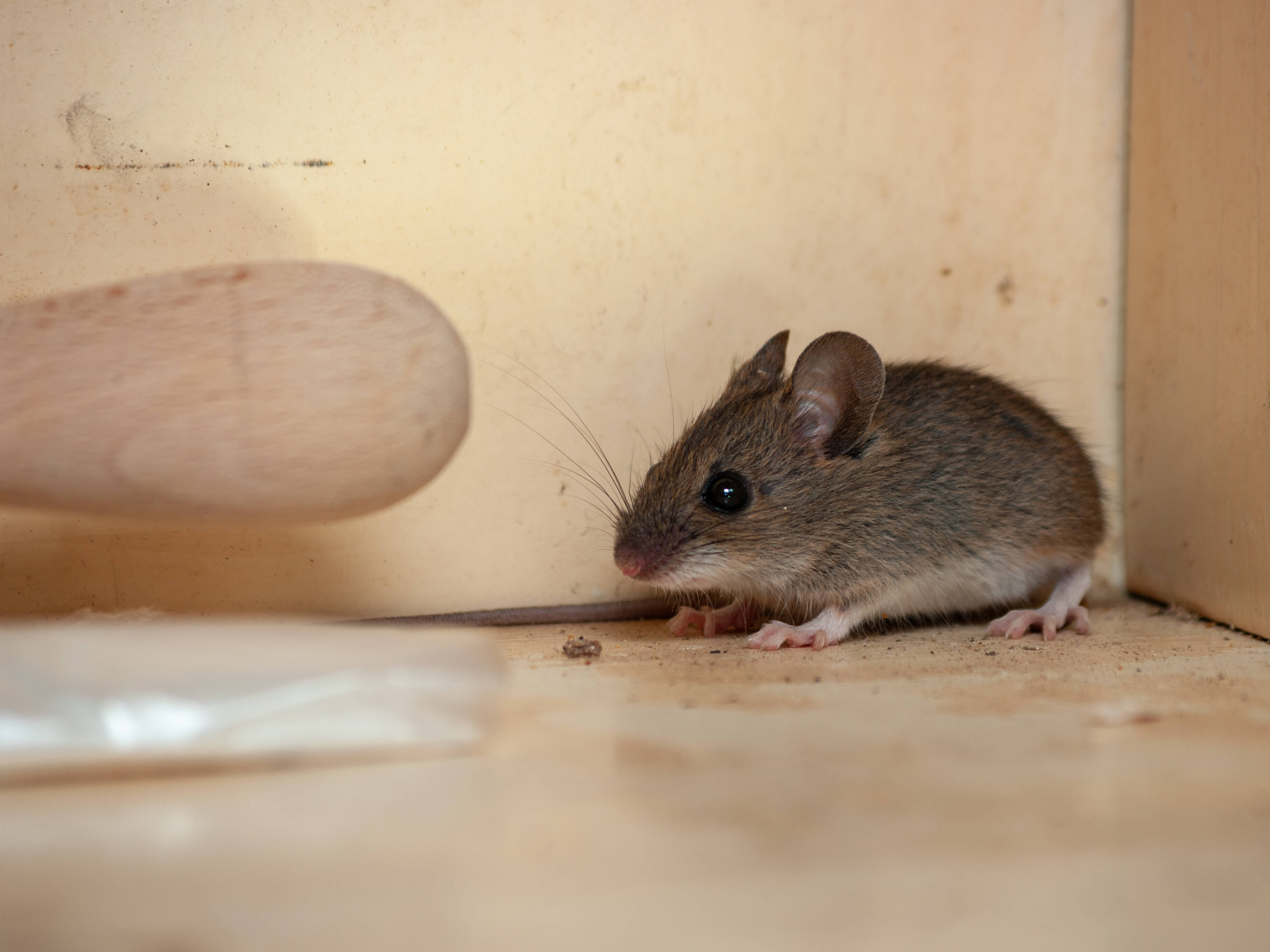 How To Catch A Mouse Or Rat Bunnings Australia