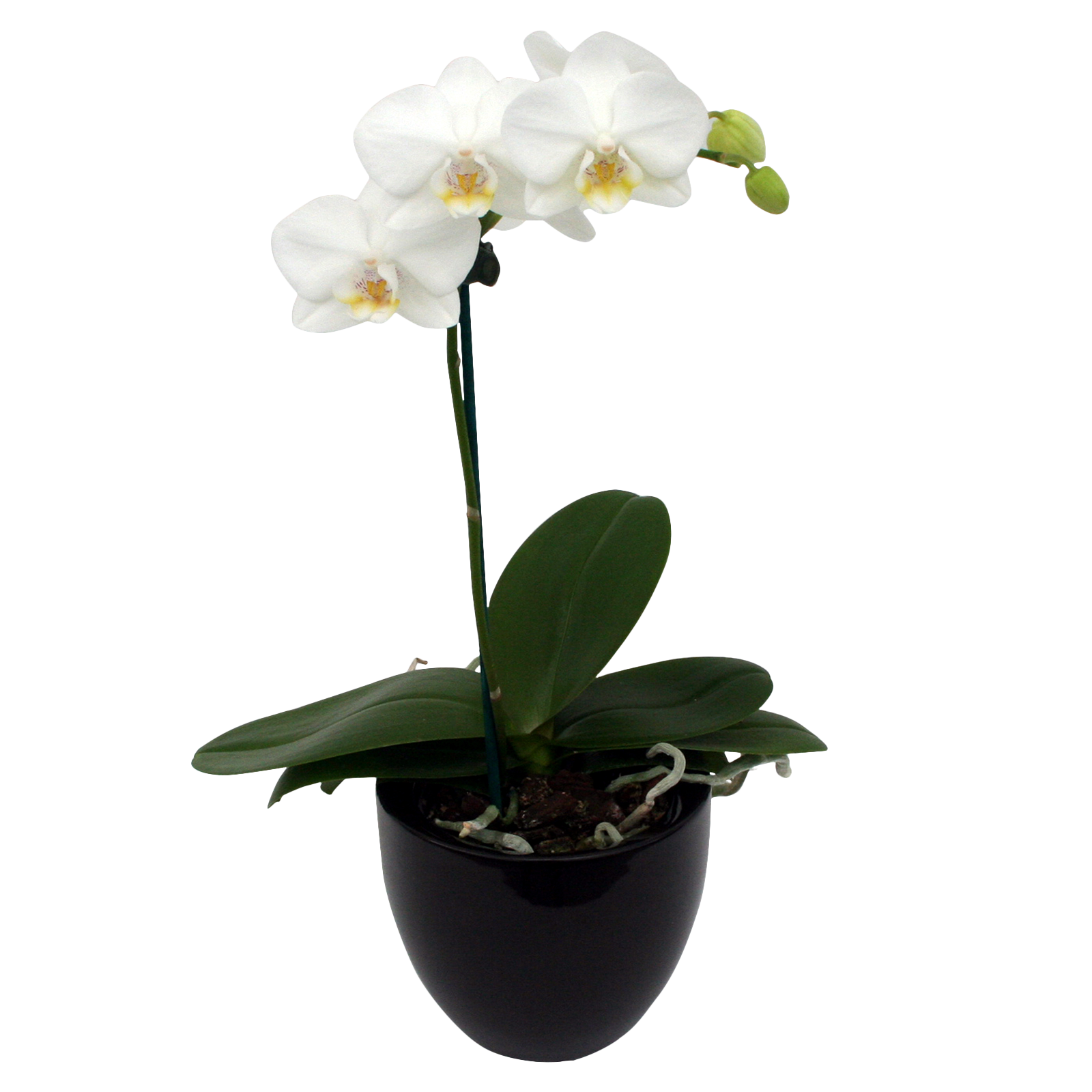 Different Types Of Orchids Bunnings New Zealand