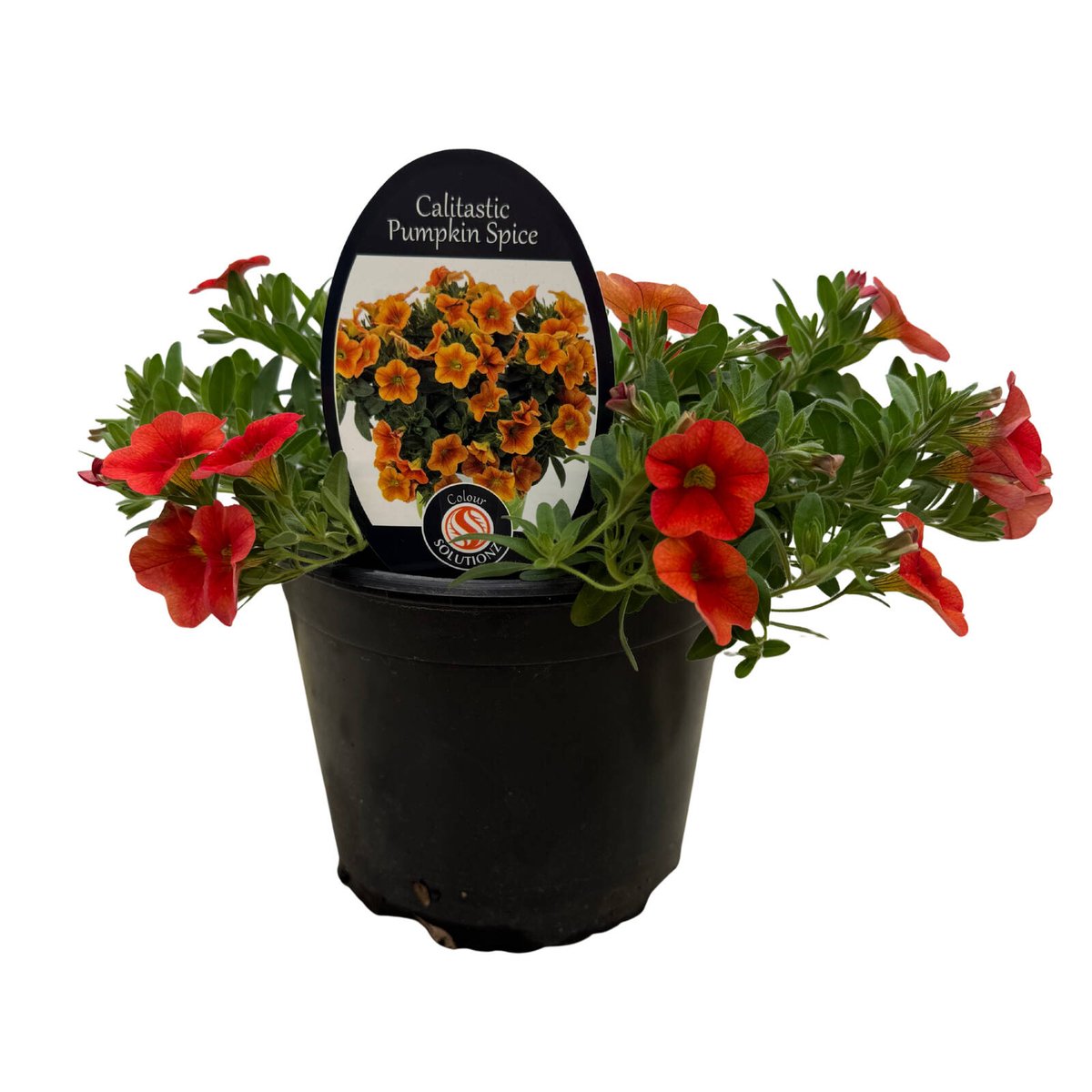 Gardening Solutionz 14cm Calibrachoa Calitastic Pumpkin Spice ...