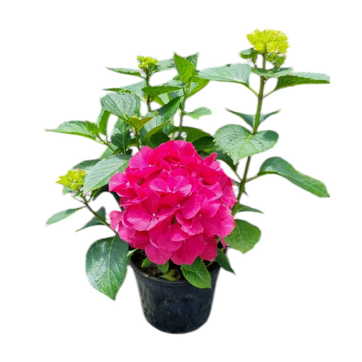 4L Hydrangea Masja - Hydrangea macrophylla - Bunnings New Zealand