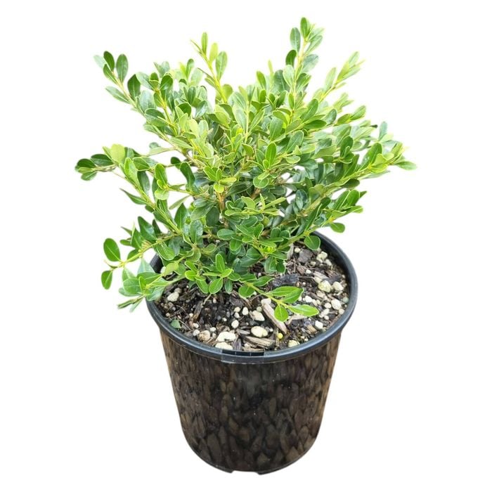 Bunnings New Zealand