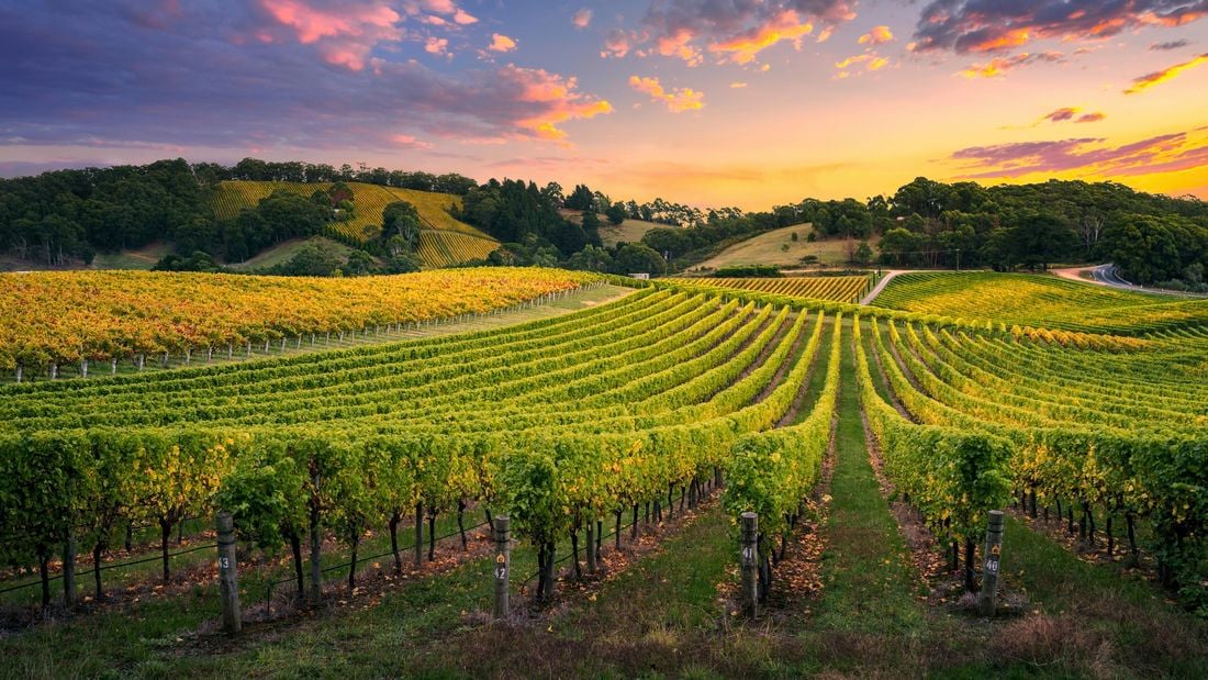 How To Grow And Prune Grapevines - Bunnings Australia