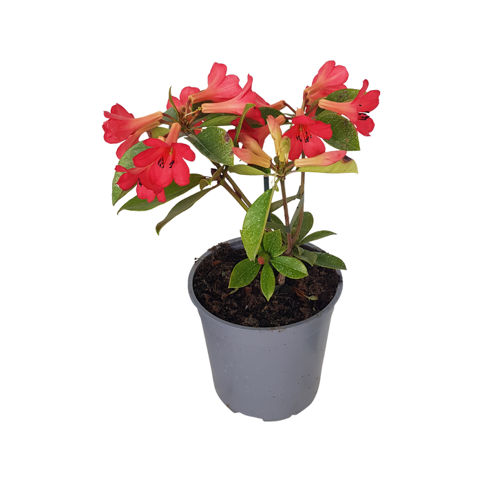 2L Vireya Fire Plum - Rhododendron vireya - Bunnings New Zealand