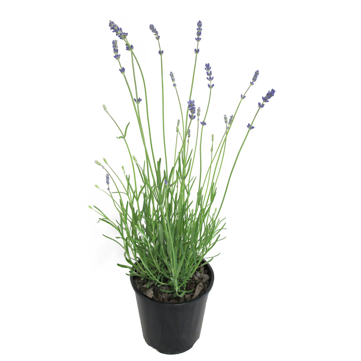 1.9L Lavender Violet Intrigue - Lavender angustifolia - Bunnings New ...
