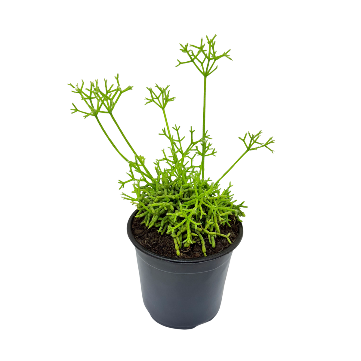 1.3L Mistletoe Cactus - Rhipsalis Cereuscula - Bunnings New Zealand