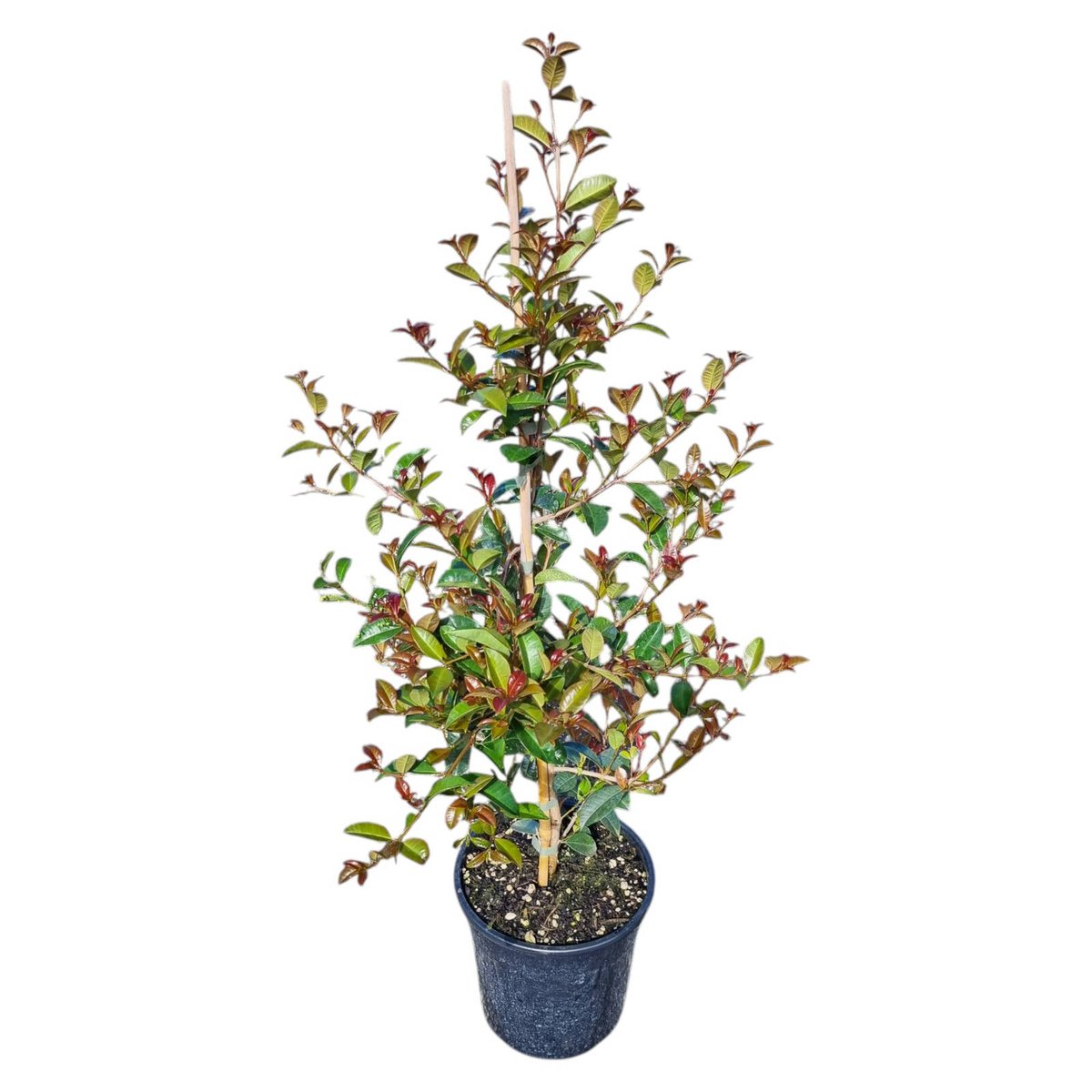 4L Lilly Pilly - Eugenia Ventenati - Bunnings New Zealand