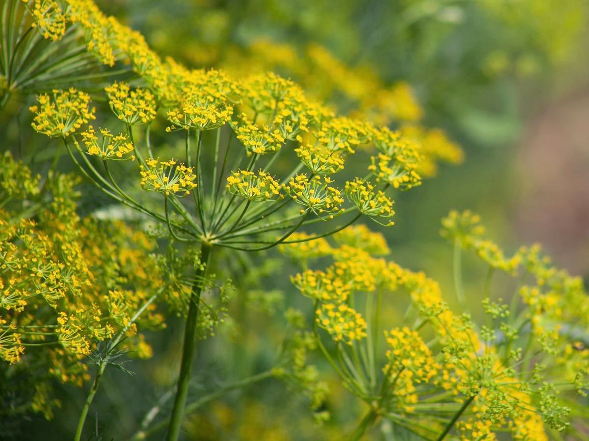 How To Grow And Harvest Dill - Bunnings New Zealand