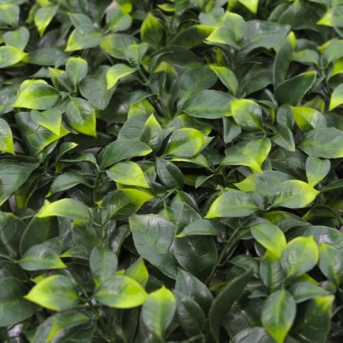 UN-REAL 50 x 50cm Pittosporum Artificial Hedge - Bunnings Australia