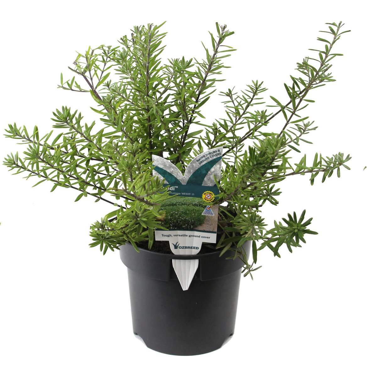 140mm Westringia Mundi - Westringia fruticosa Mundi - Bunnings Australia