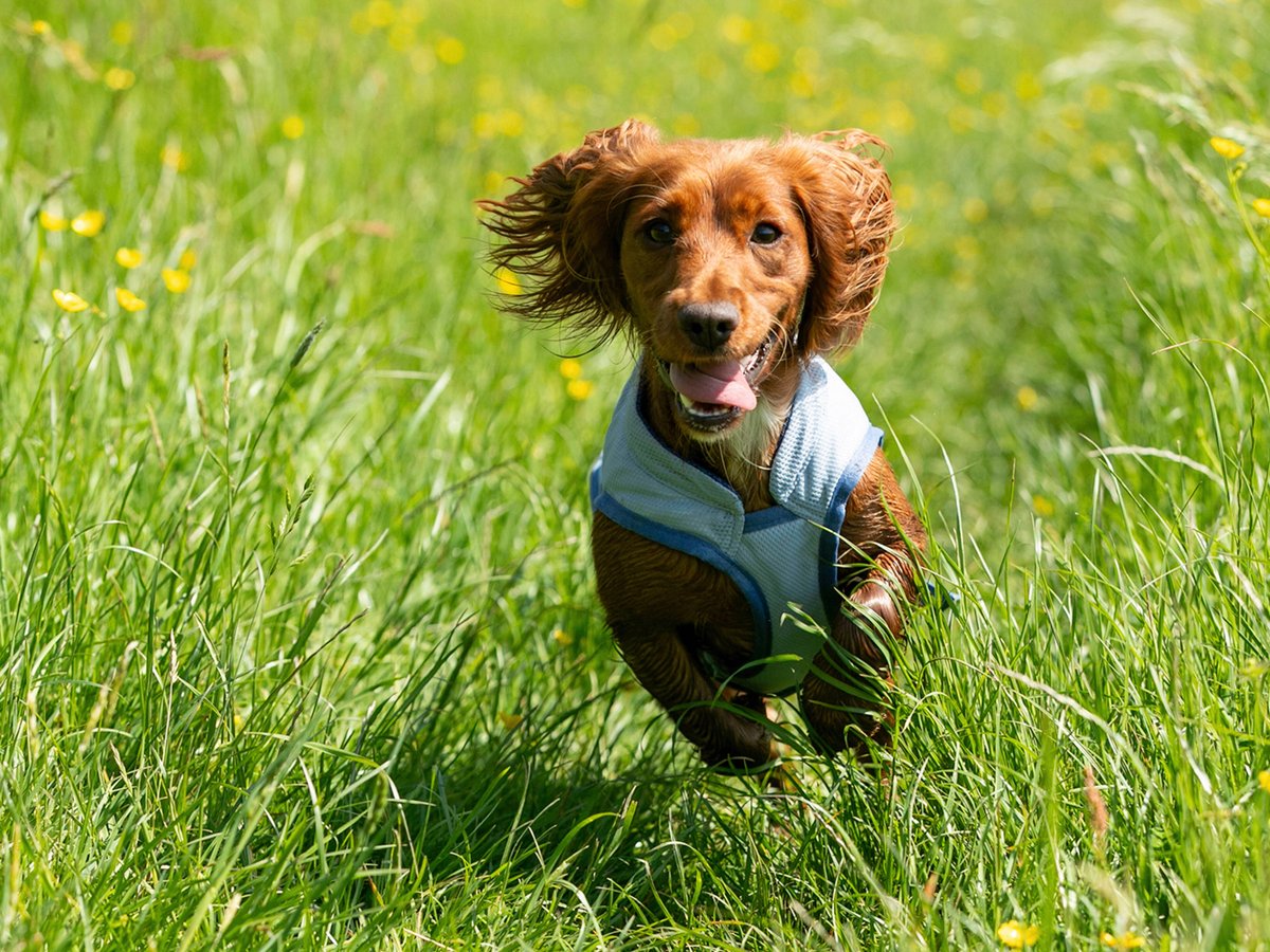 Guide To Sun Smart Protection For Pets - Bunnings Australia