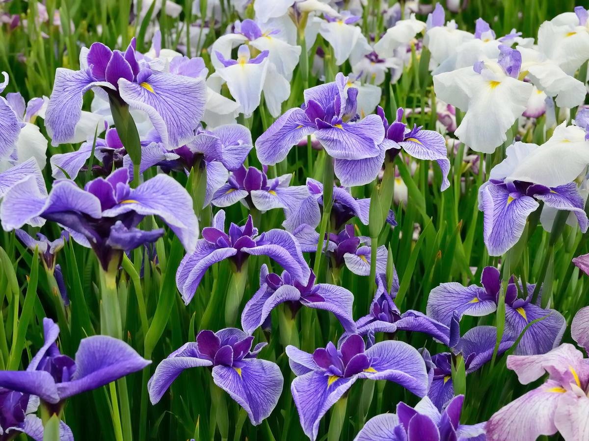 How to Grow and Care for Iris Flowers - Bunnings New Zealand