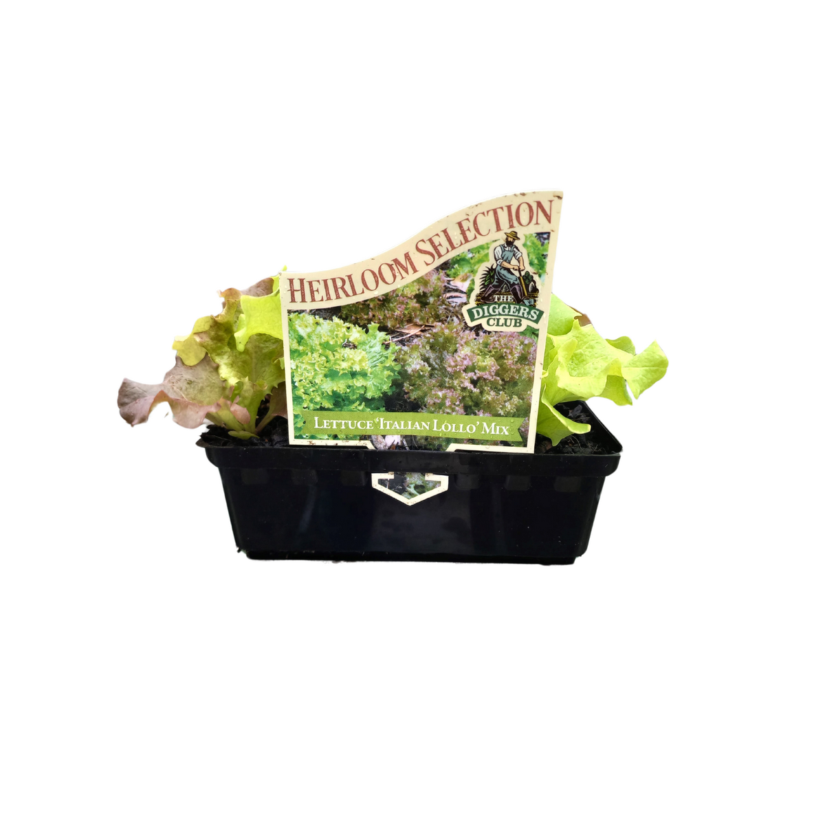 Punnet Lettuce 'Italian Lollo Mix' - Lactuca Sativa - Bunnings Australia