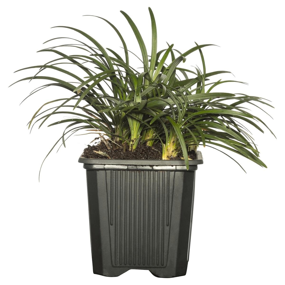 65mm Mini Mondo Grass - Ophiopogon japonicus - Bunnings Australia