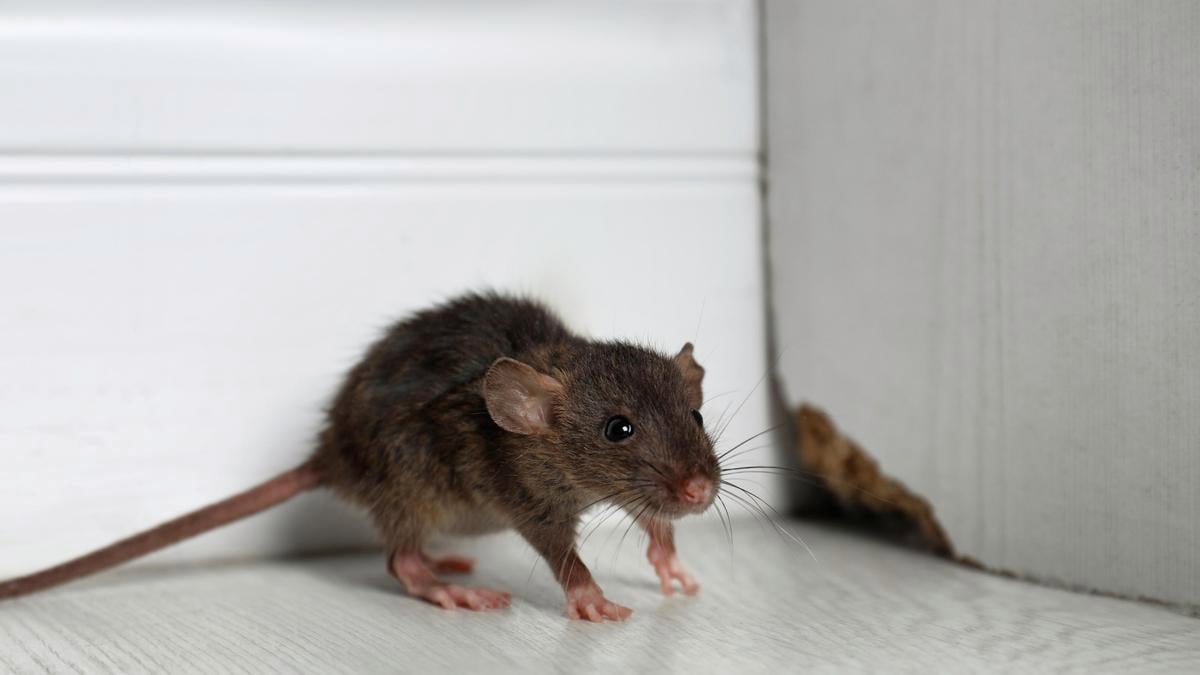 A Rodenticides & Rodent Control Guide - Bunnings Australia