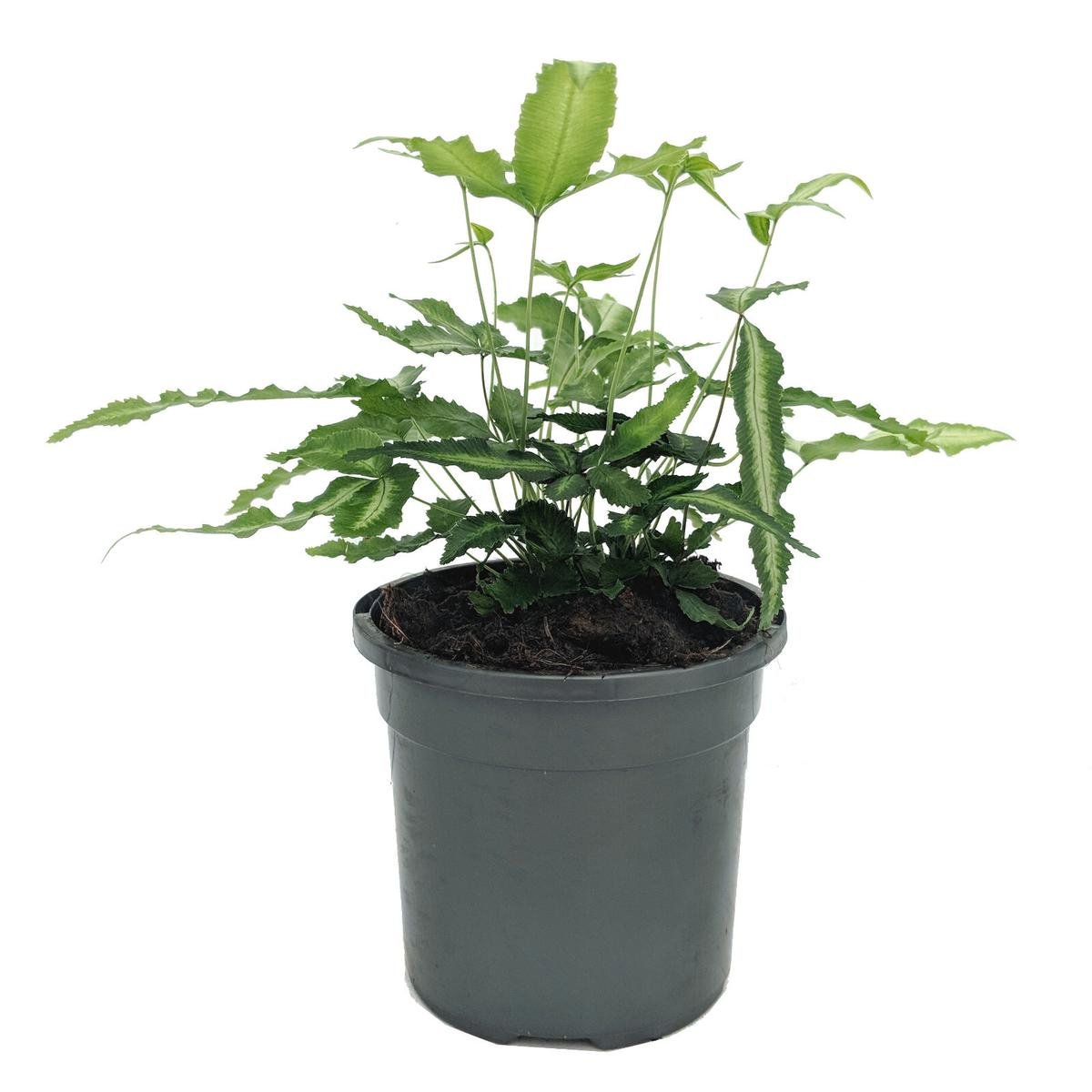 120mm Ribbon Fern - Pteris cretica Albo Lineata - Bunnings Australia