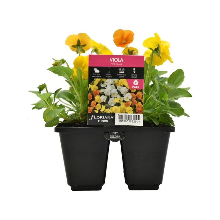 Punnet Viola Citrus Mix - Viola cornuta F1 hybrid - Bunnings Australia