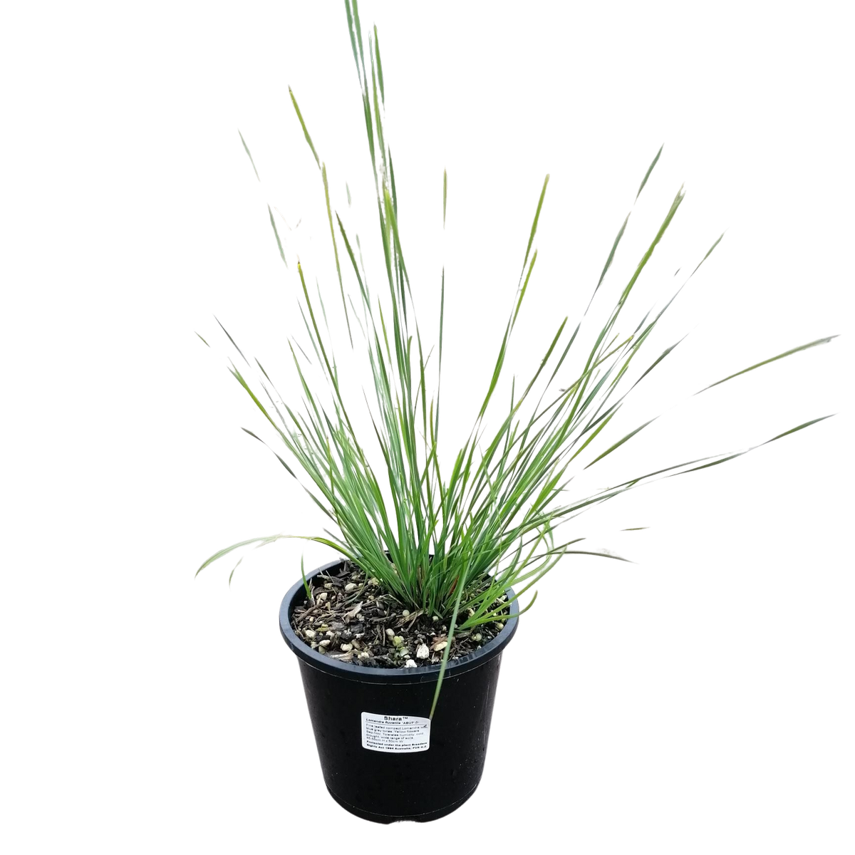 1.3L Shara Grass - Lomandra fluviatilis Shara - Bunnings New Zealand