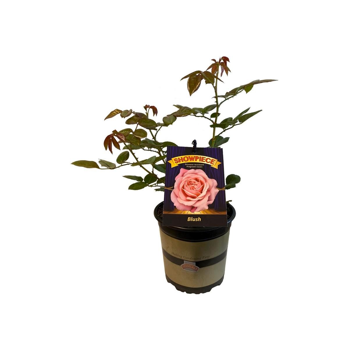 2.5L Rose Showpiece Blush - Rosa - Bunnings New Zealand