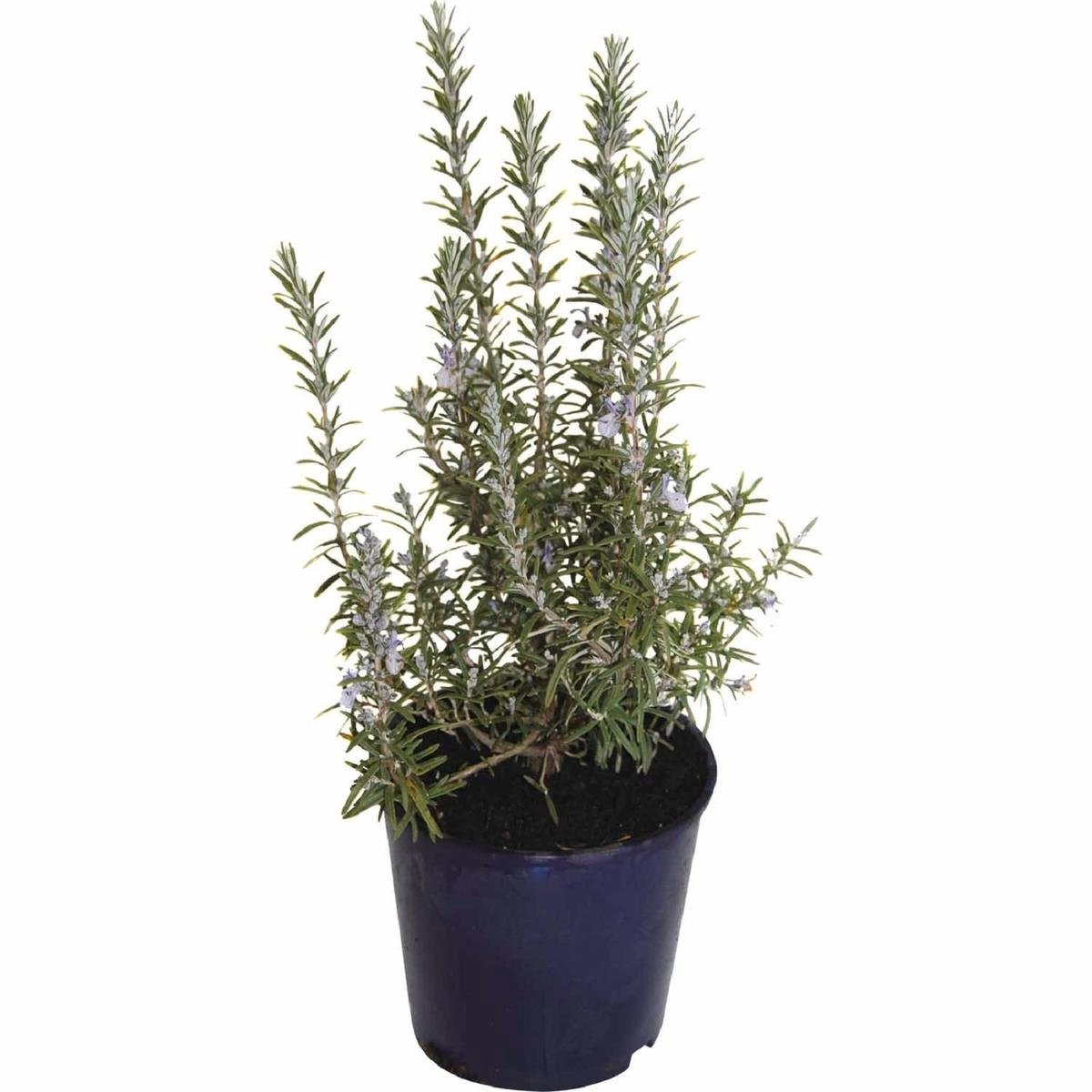 2.5L Rosmarinus Officinalis - Rosemary september - Bunnings New Zealand