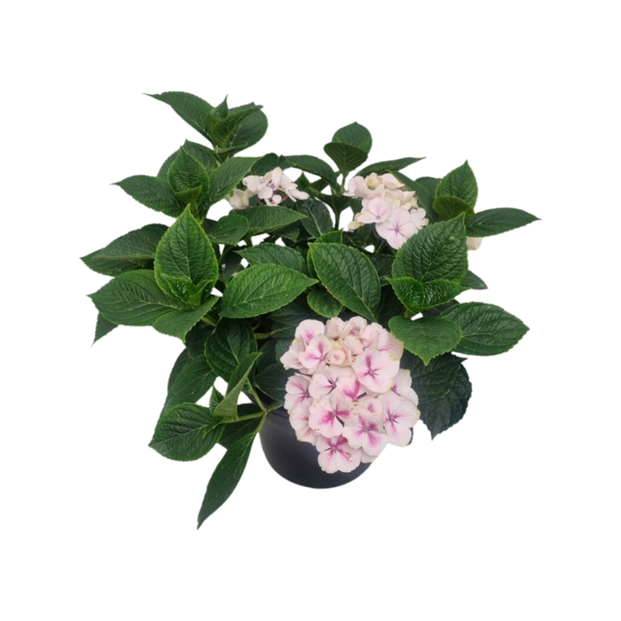 250mm Hydrangea Tea Time - Hydrangea macrophylla - Bunnings Australia