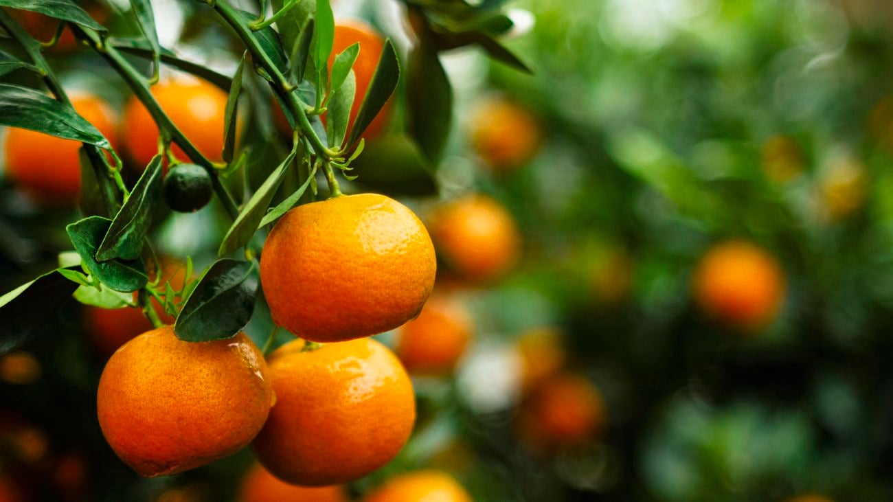 How To Plant, Grow And Care For A Mandarin Tree - Bunnings New Zealand