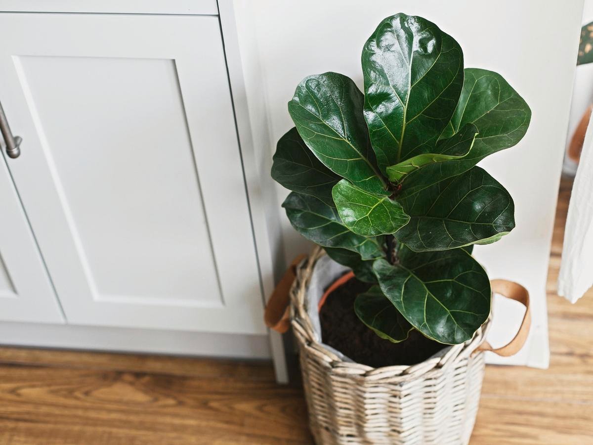 Indoor Plants & Flowers | Potted Plants - Bunnings Australia