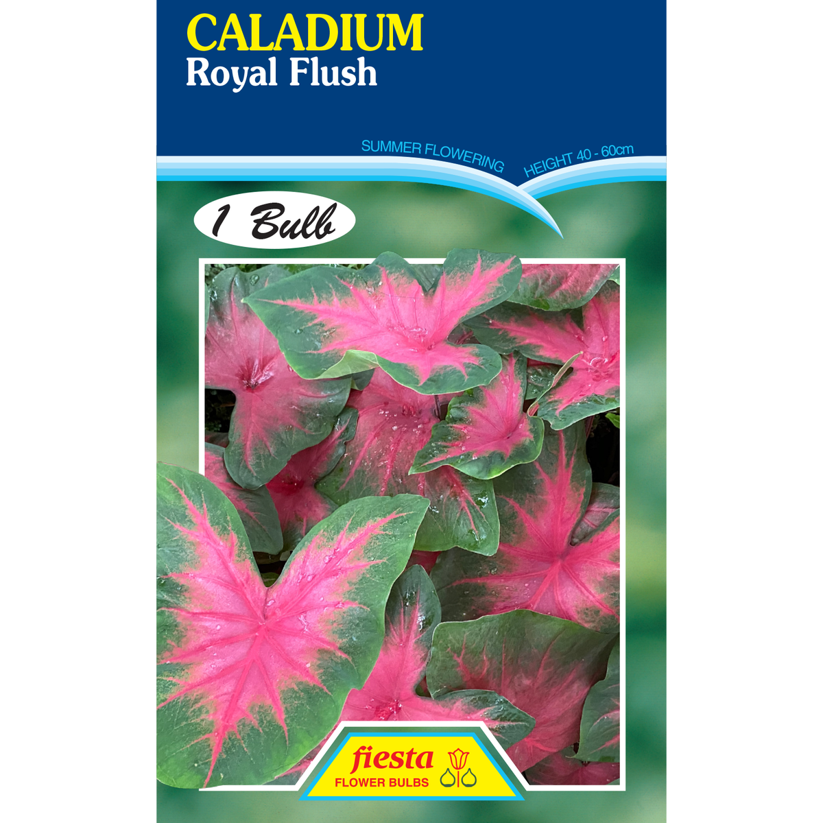 Fiesta Bulbs Caladium Florida Royal Flush - 1 Bulb - Bunnings New Zealand
