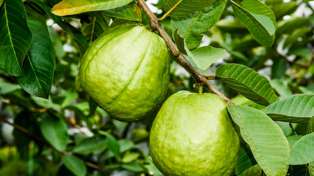How To Grow And Care For A Guava Tree - Bunnings New Zealand