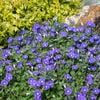 140mm Convolvulus New Blue Moon - Convolvulus sabatius - Bunnings Australia