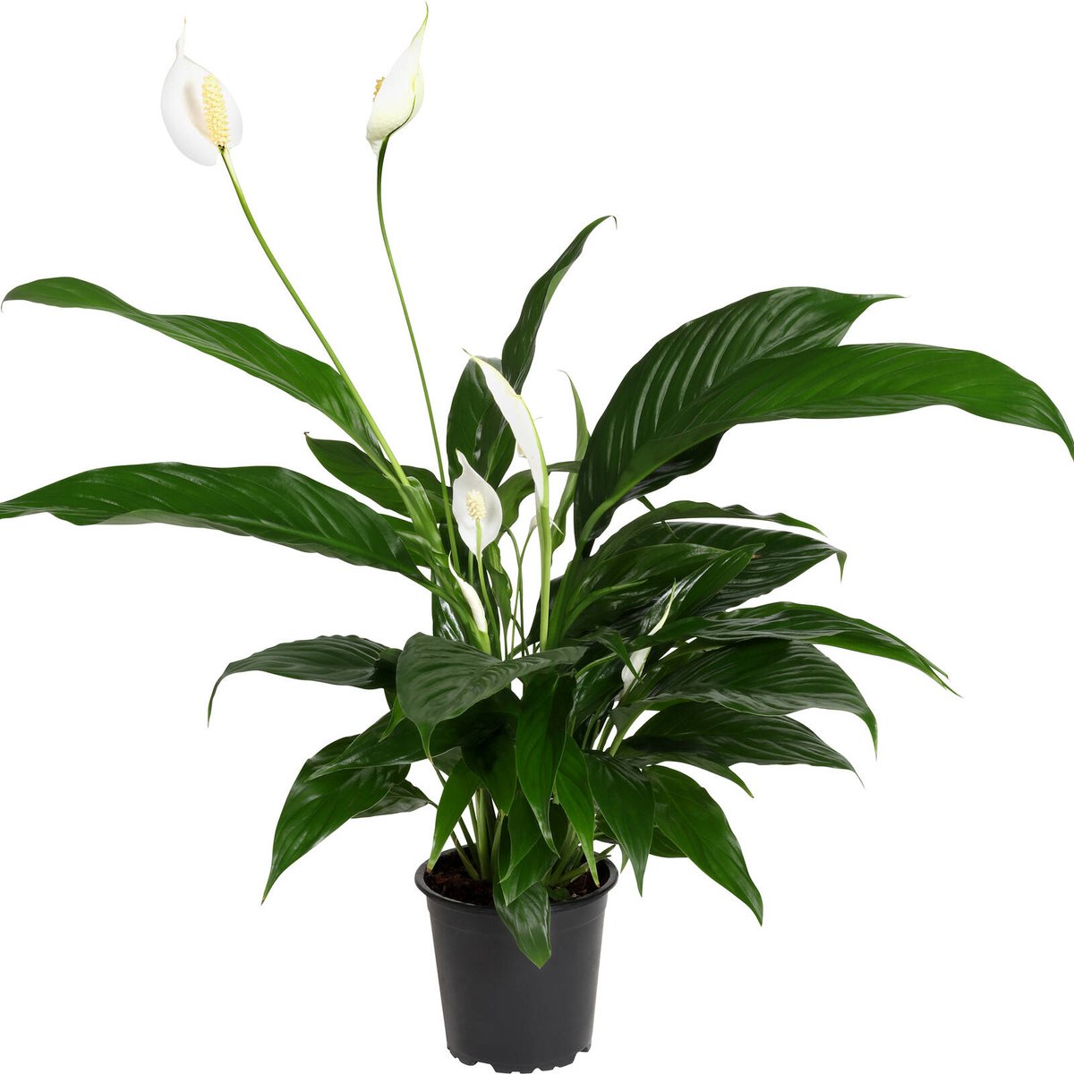 120mm Peace Lily - Spathiphyllum Benito - Bunnings New Zealand