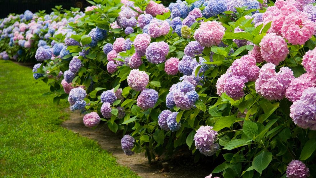 How To Grow And Care For Hydrangea - Bunnings Australia