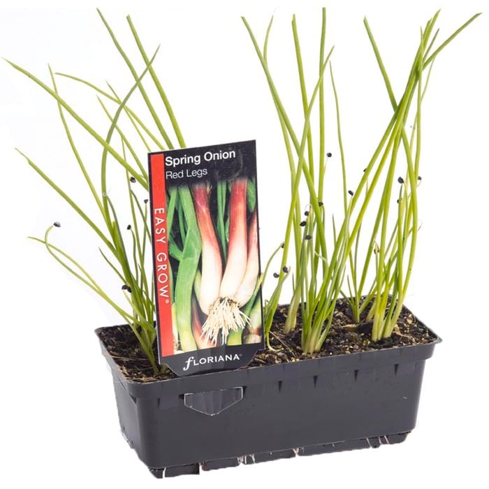 Spring Onion Red Legs Punnet - Allium fistulosom - Bunnings Australia
